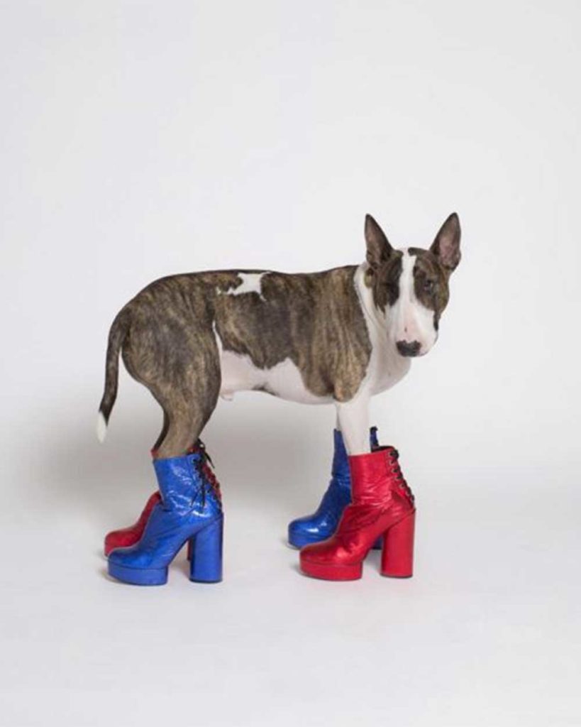 Fashion Quarterly | The world’s most fashionable dogs
