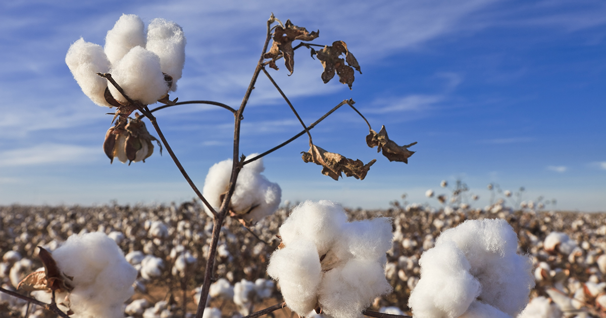 What's GOTS? We decode clothing certifications | Fashion Quarterly